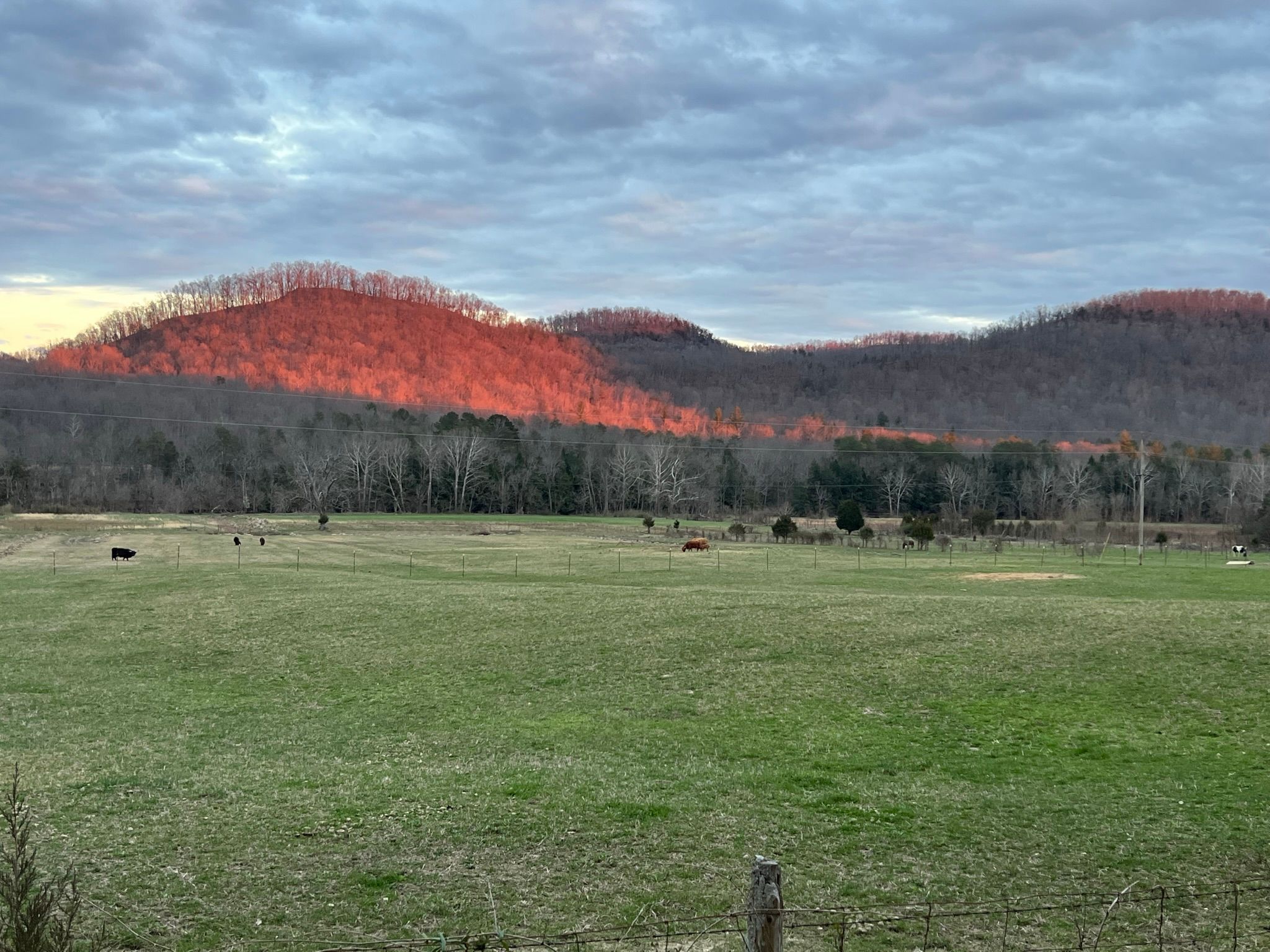 Red Haven Farm